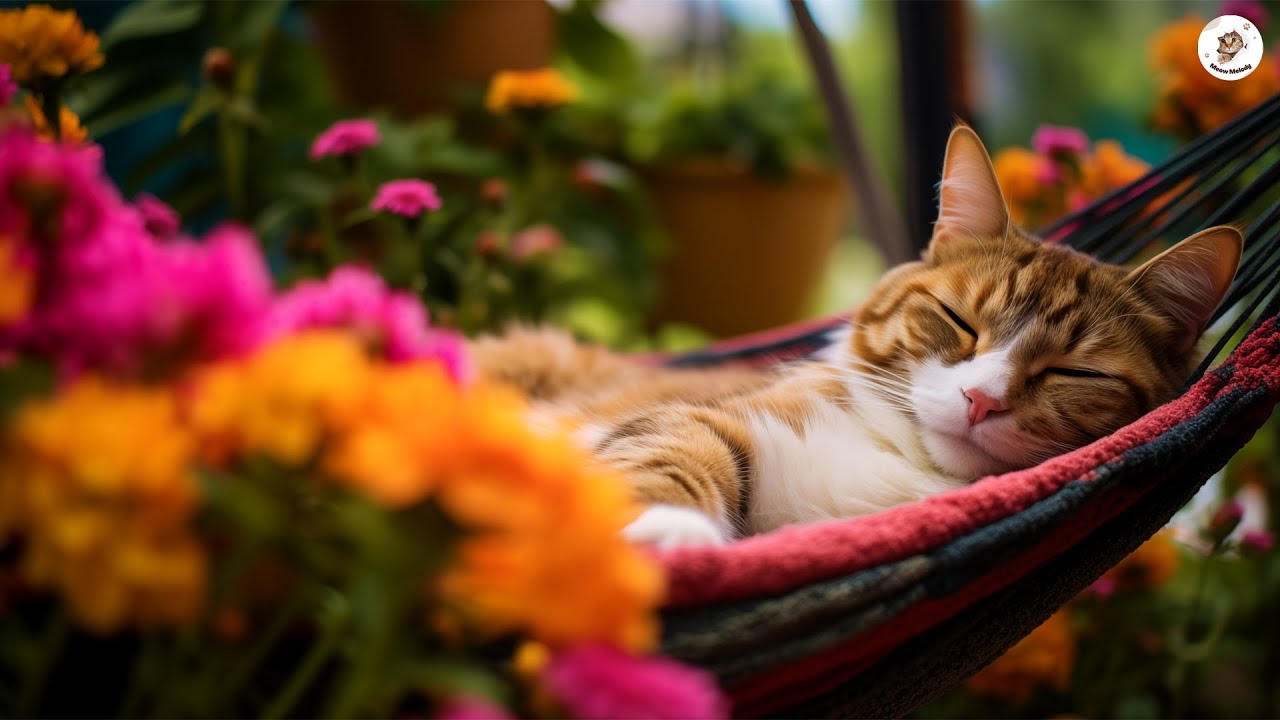 Tranquil Melodies for Cats - Relaxing Tunes for a Calm Pet 🐱 Peaceful ...