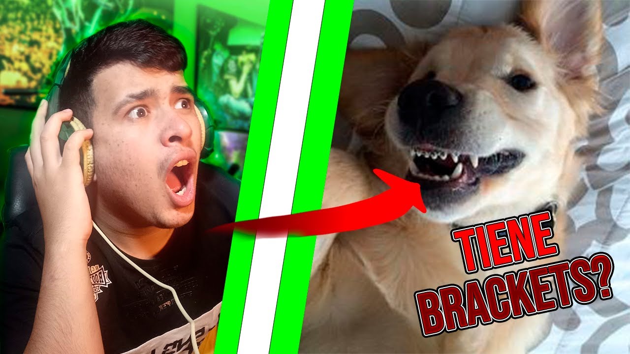 Reacciono a Perro con brackets - cosas que no sabias en 5 Minutos ...