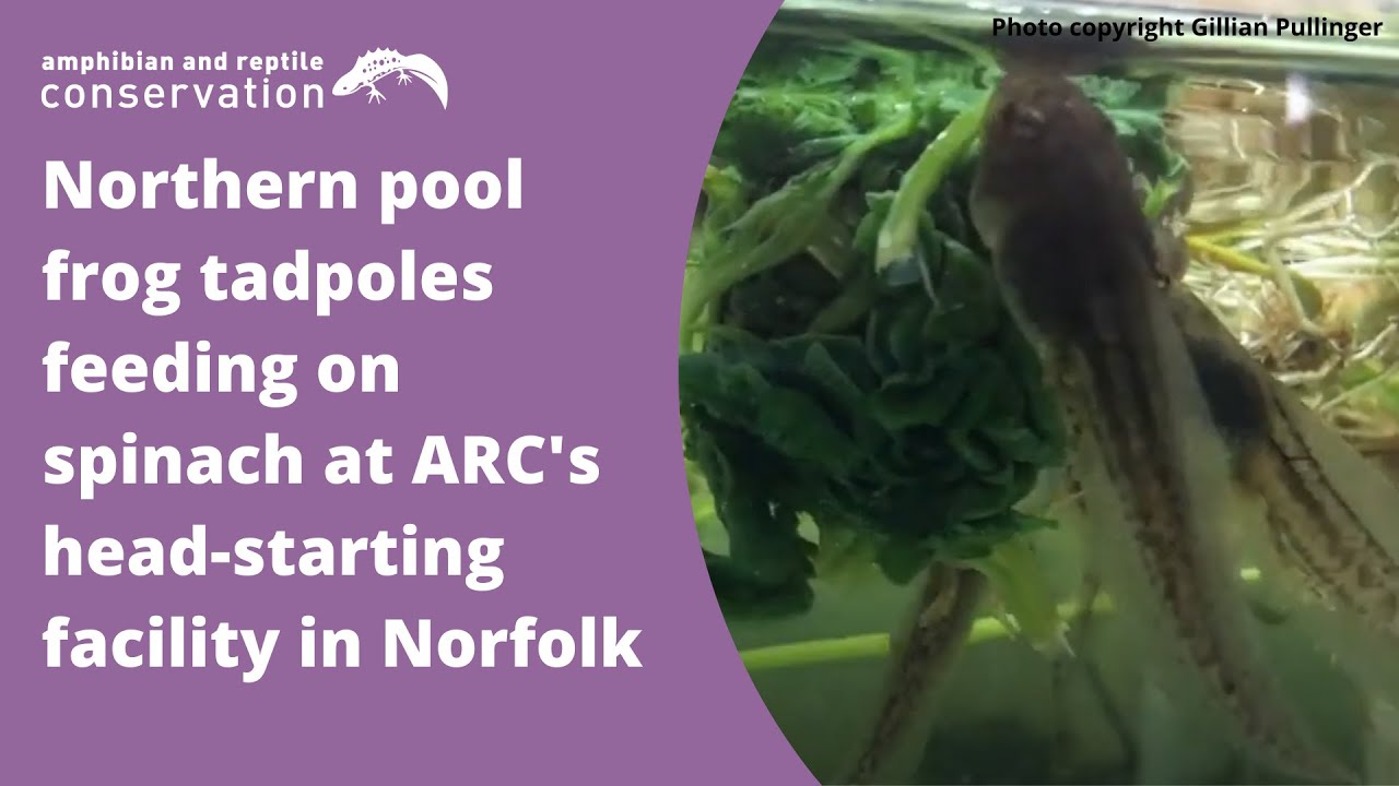 Northern pool frog tadpoles feeding on spinach at ARC's head-starting ...