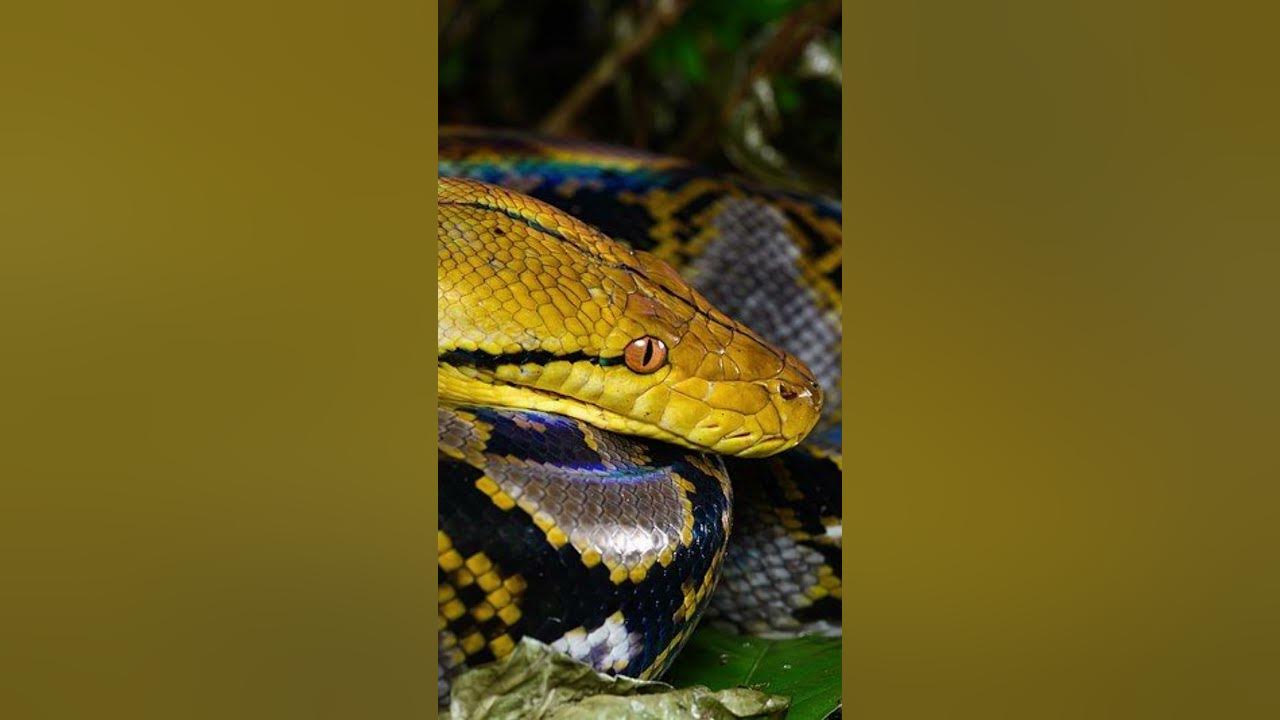 5 Biggest Snakes In The World - YouTube