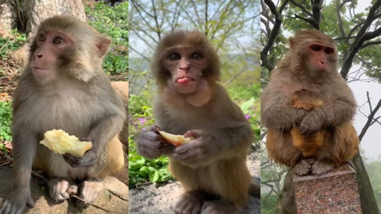 CUTE BABY MONKEY HUNGRY GOT FRUIT | MONKEY TECHNIQUE - YouTube