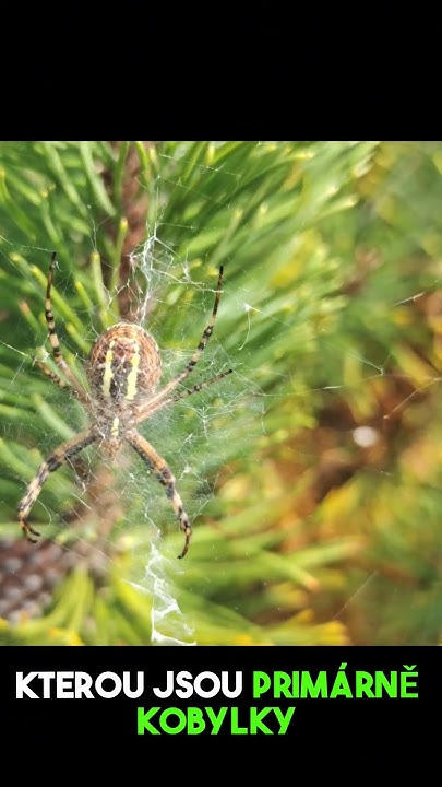 UŽ JE NĚKDO VIDĚL? #fyp#pavouk#pavouci#chov#chovatel#teraristika#zvire#zoo#cz#czech#sokolik ...