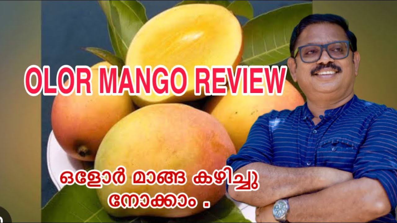 OLOR MANGO REVIEW ഒളോർ മാങ്ങ കഴിച്ചു നോക്കാം . - YouTube