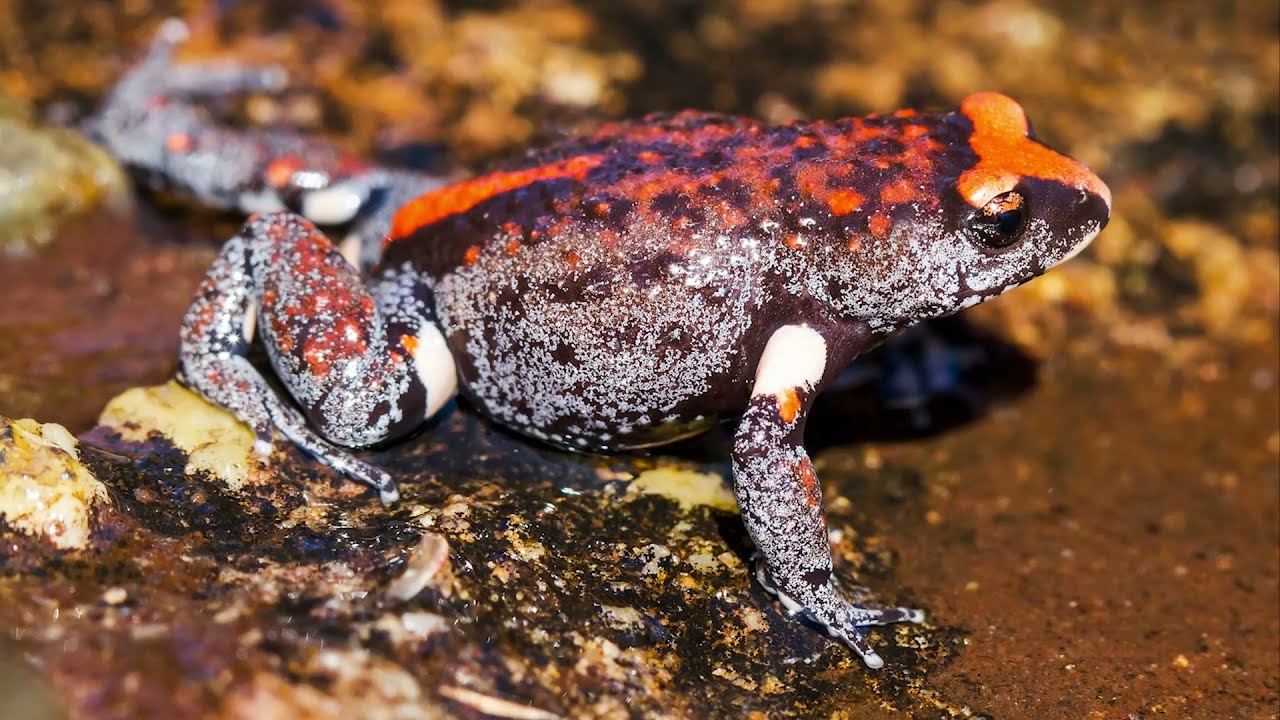 Is that a Red Crowned Toadlet I hear? - YouTube