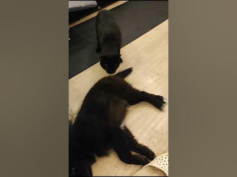 😆😆😆Не буди лихо, пока оно тихо😂 - YouTube