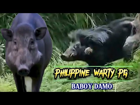 PHILIPPINE WARTY PIG | SUS PHILIPPENSIS | BABOY DAMO - YouTube