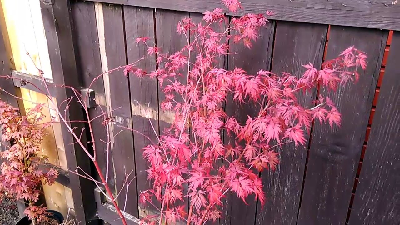 Japanese Maple Acer Seiryu - 9th October 2017 - YouTube
