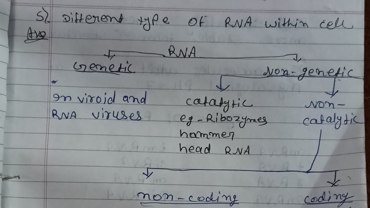 Different types of RNA Within Cell. #msczoology #handwrittennote #vvi # ...
