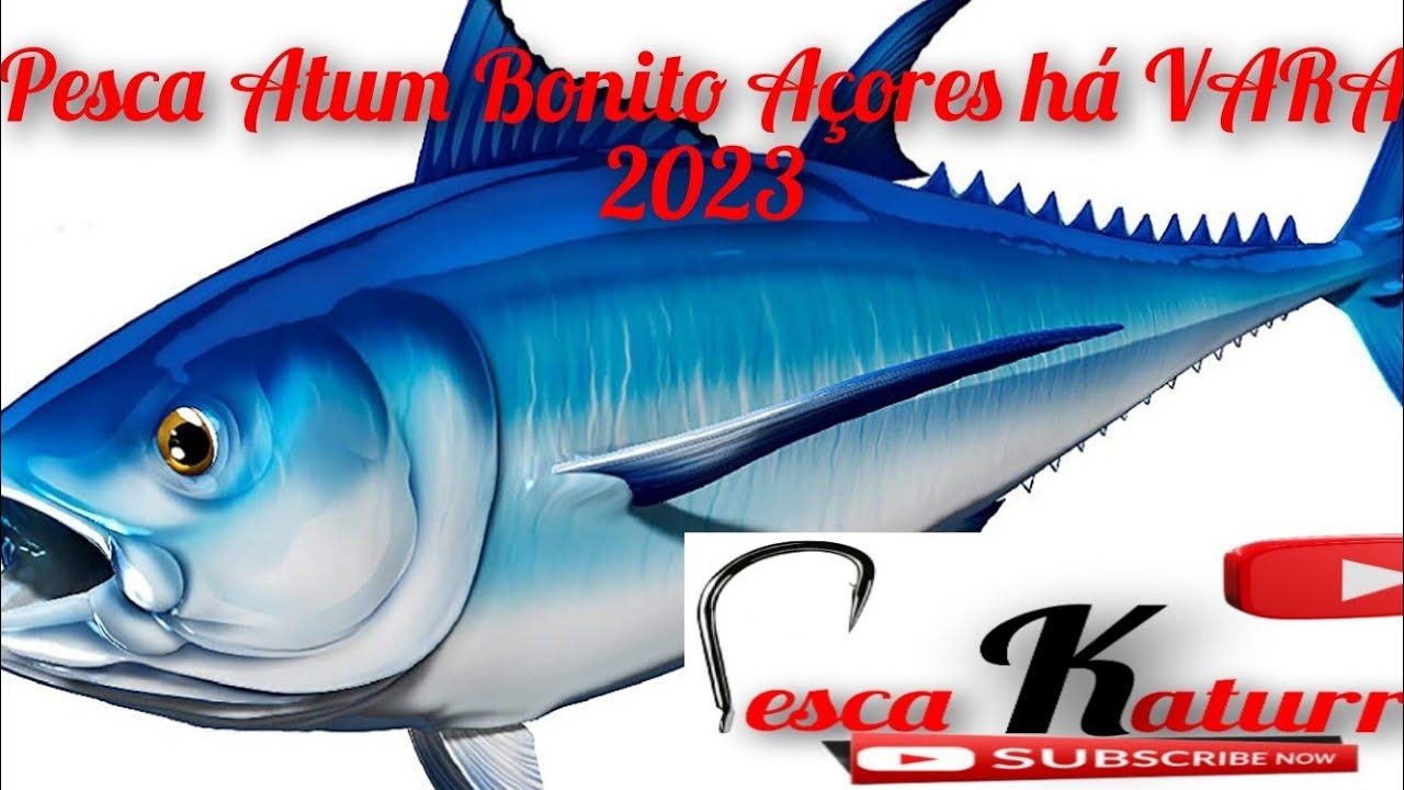 Pesca Açores Atum Bonito Fishing Ilha das Flores Atum Bonito há Vara ...