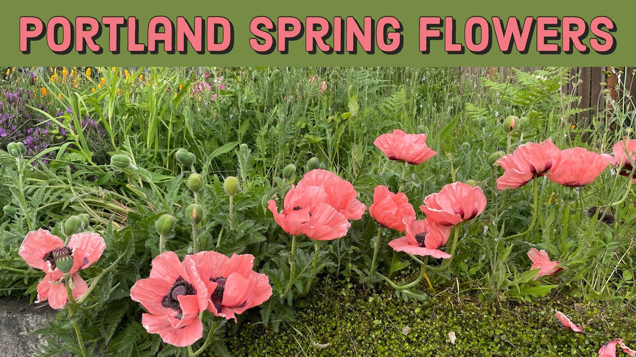 Portland Oregon Spring Flowers - YouTube