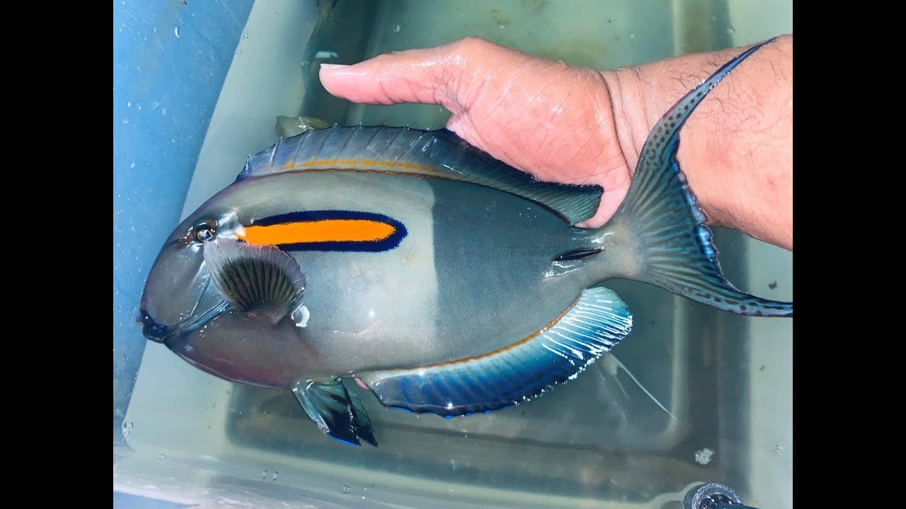 “GIANT” Orange Shoulder Tangs - YouTube