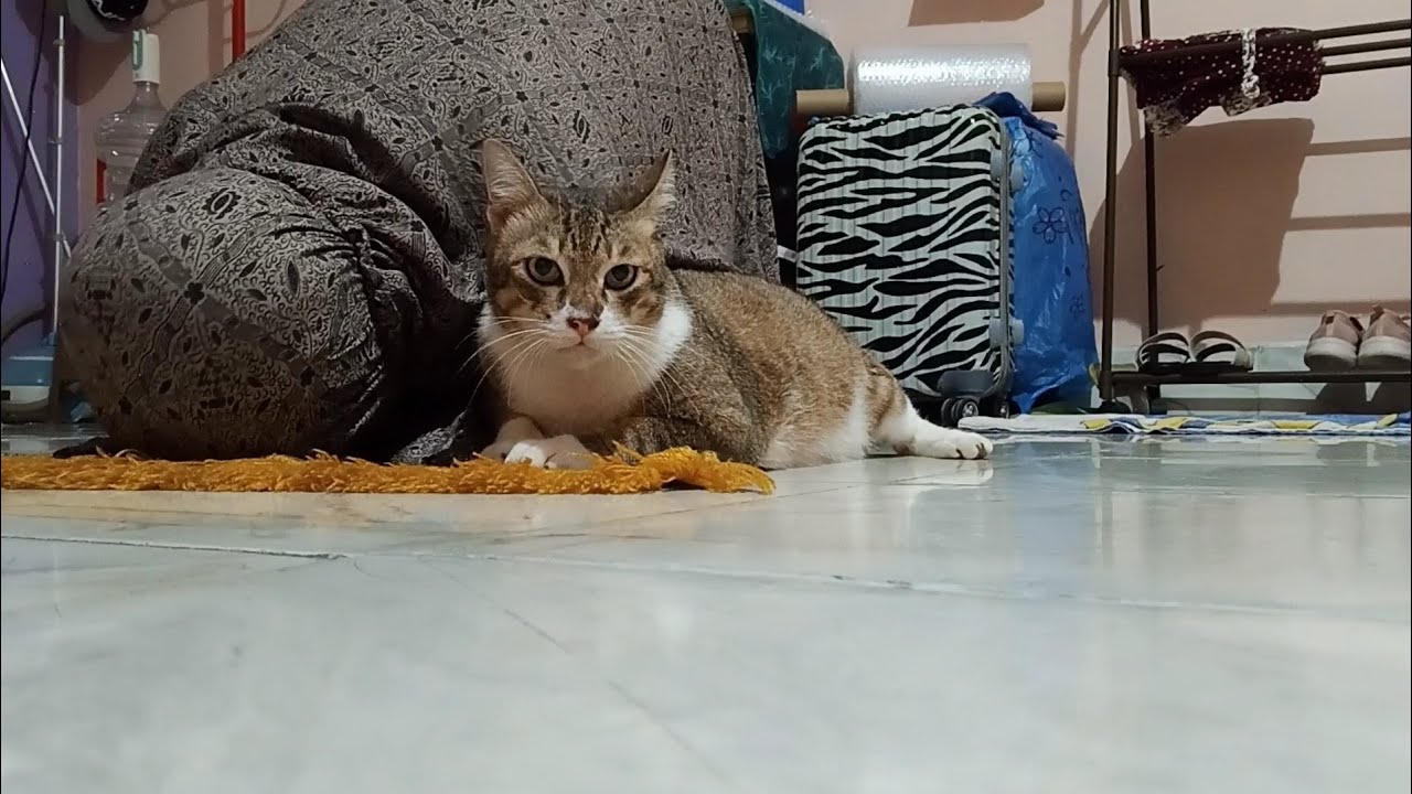 KUCING ALIM YANG RAJIN SHOLAT - YouTube