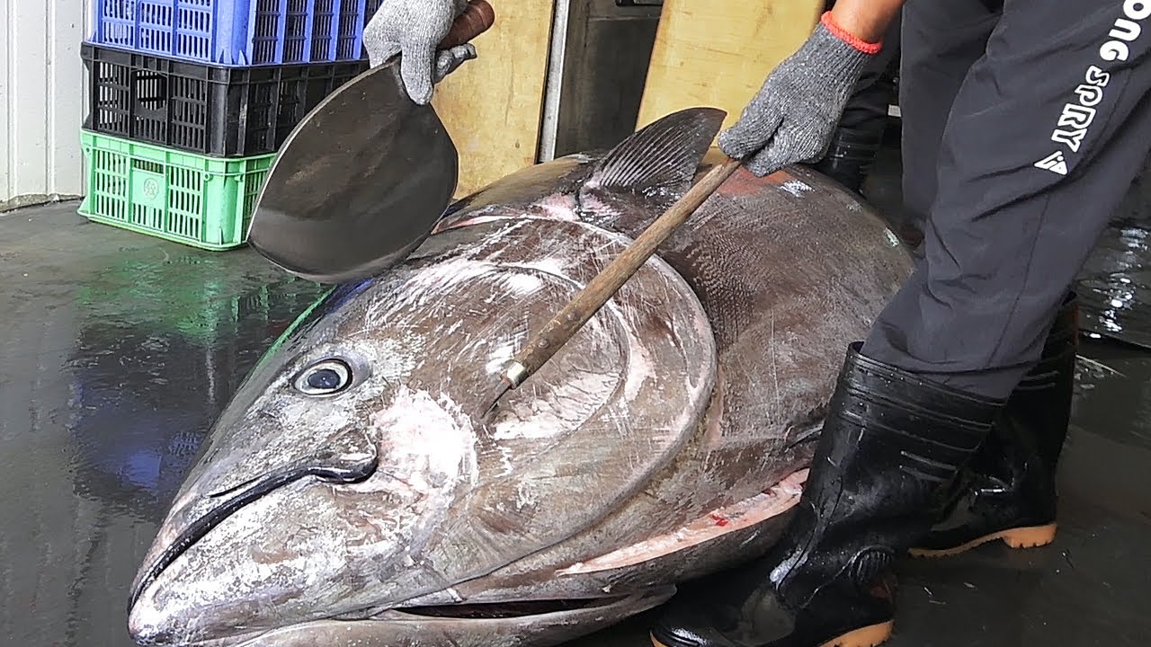 How to cut a whole giant bluefin tuna for luxurious sashimi - YouTube