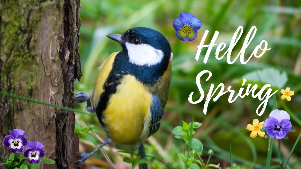 Spring is here!🌷🌧️ | Spring garden🐝 | Easter Bunny DIY 🐰| Birdfeeder ...