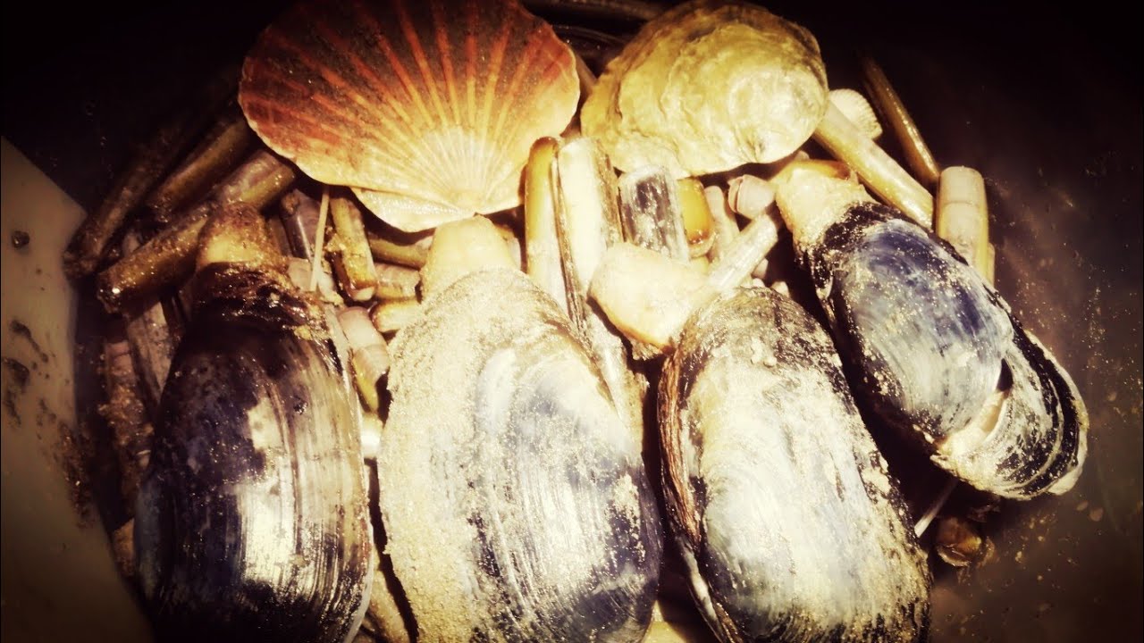 FREE SEA FISHING BAIT - COLLECTING SHELLFISH WASHED UP RAZOR FISH AND ...