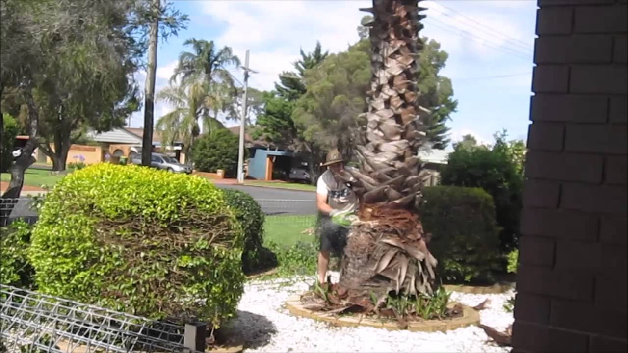 CUT DOWN A TREE NEAR YOUR HOUSE SAFE WITH STYLE. - YouTube