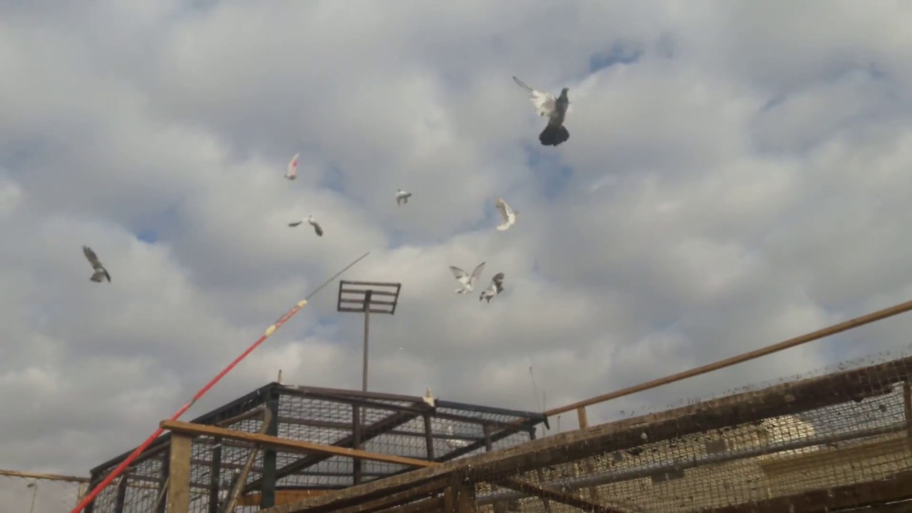 Best high flying pigeon | flying time - YouTube