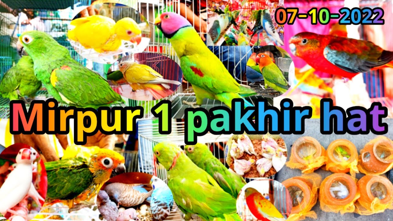 07-09-2022 mirpur 1 pakhir hat, mirpur bird market পাখির বাজার। - YouTube
