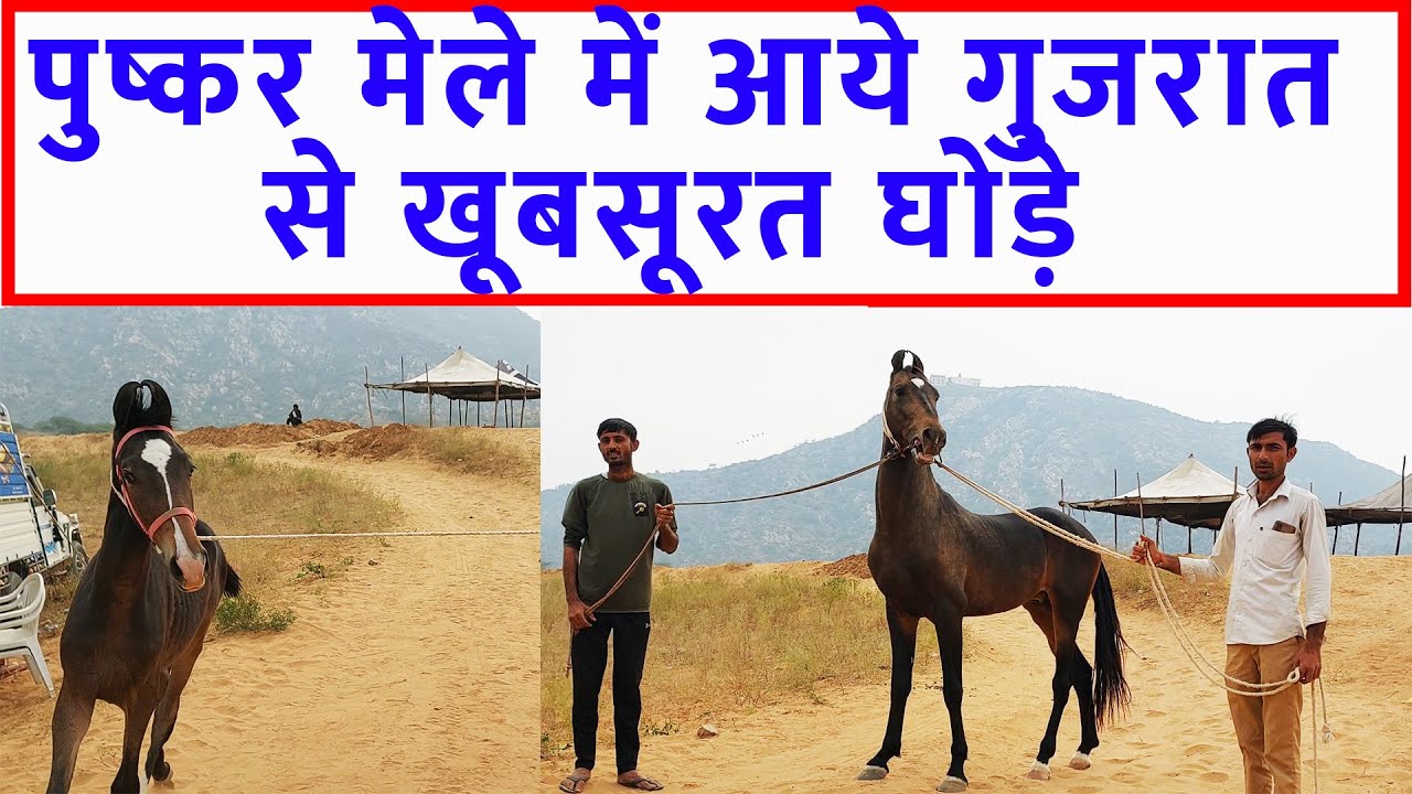 गुजरात से खूबसूरत घोड़े - पुष्कर मेला बाज़ार 2023 Pushkar Horse Fair 2023 Pushkar Horse Market ...