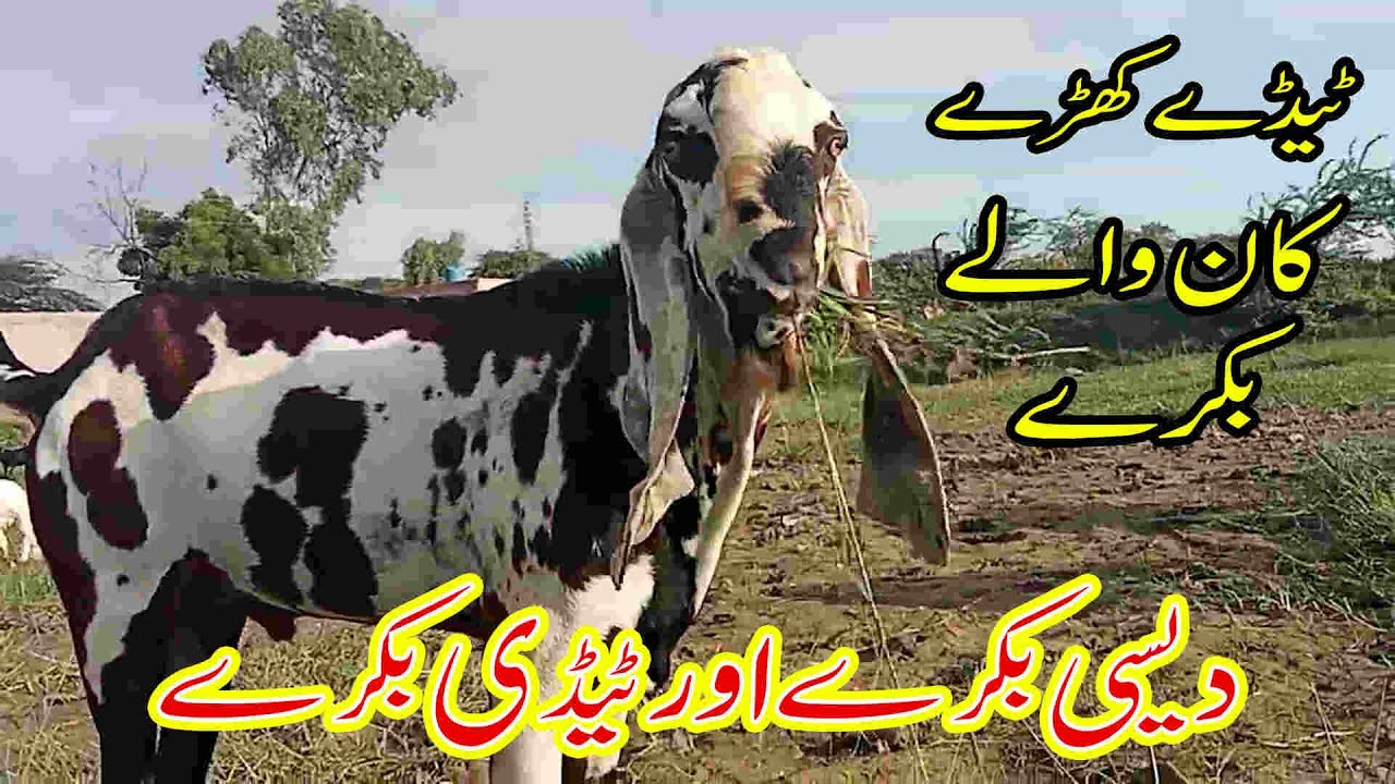 Dasi Bakary Or Teddy Bakray Available l Best Bakray in Pakistan - YouTube