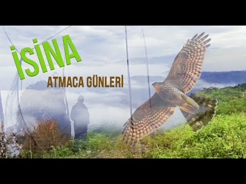 isina atmaca günleri
