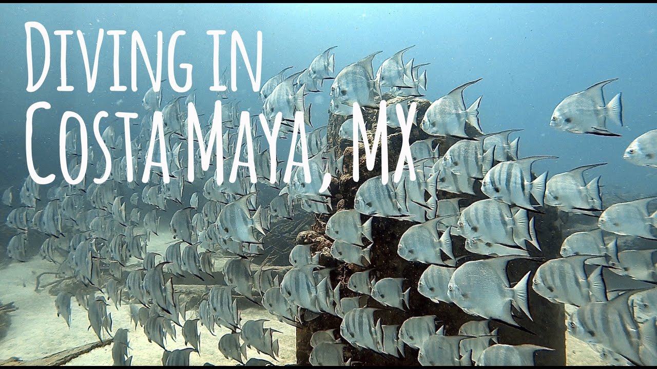 Scuba Diving Costa Maya in Mahahual, Mexico - 4K 🎵 Bumpy's Lament ...