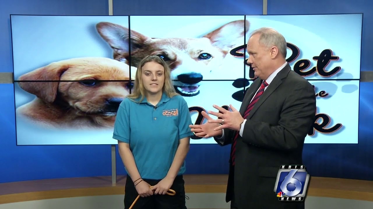 Pet of the Week: June - YouTube