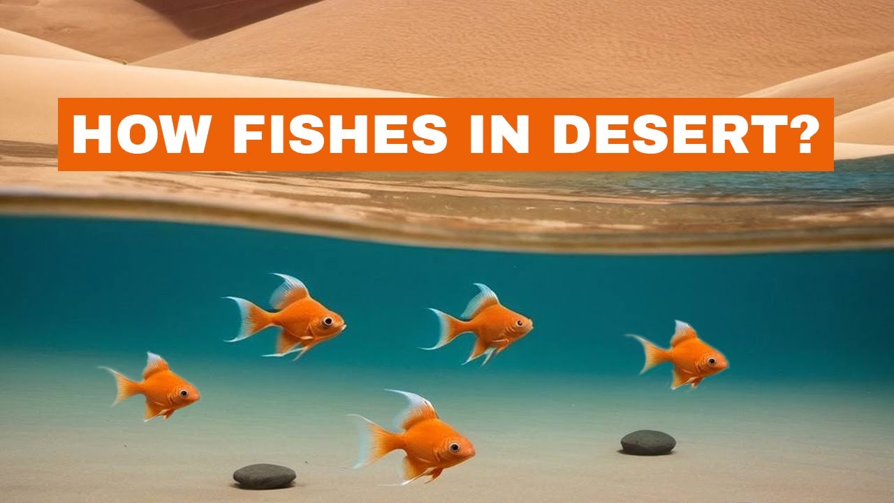 How Do These Fishes Live in Desert Lakes? - YouTube