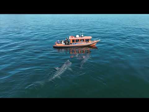 Great Blasket Island Experience