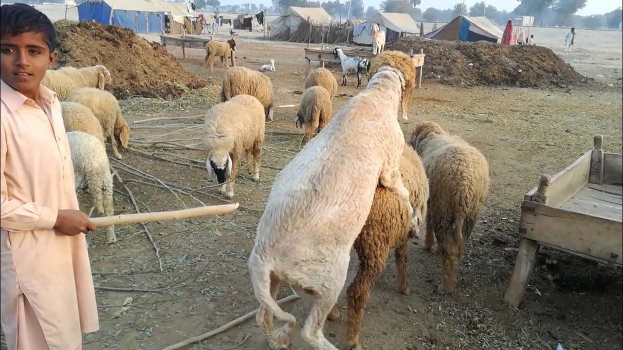 Sheep farming in pakistan - YouTube