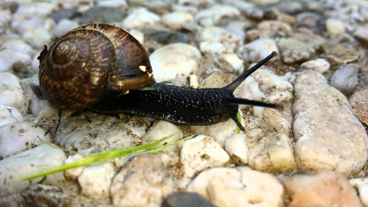 4K close up of a snail / close-up van een slak samsung galaxy note 3 ...