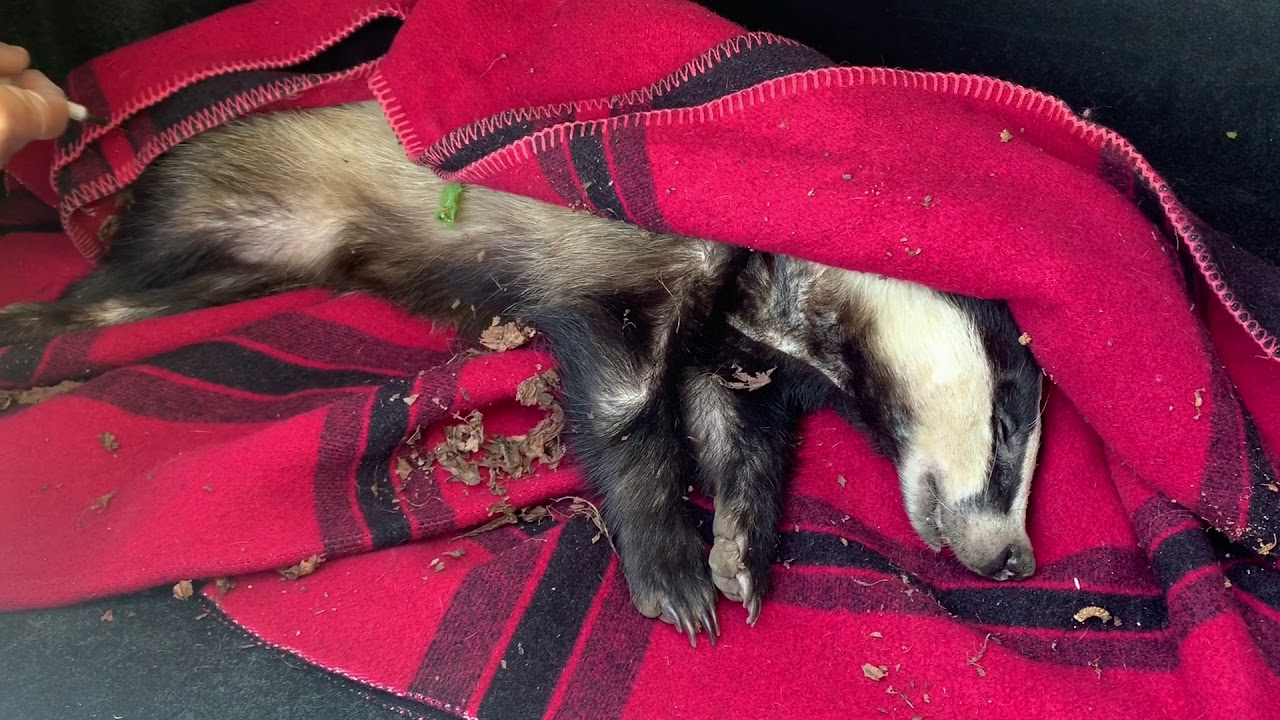 Day Rescue: a badger, a fox and a turtle - YouTube