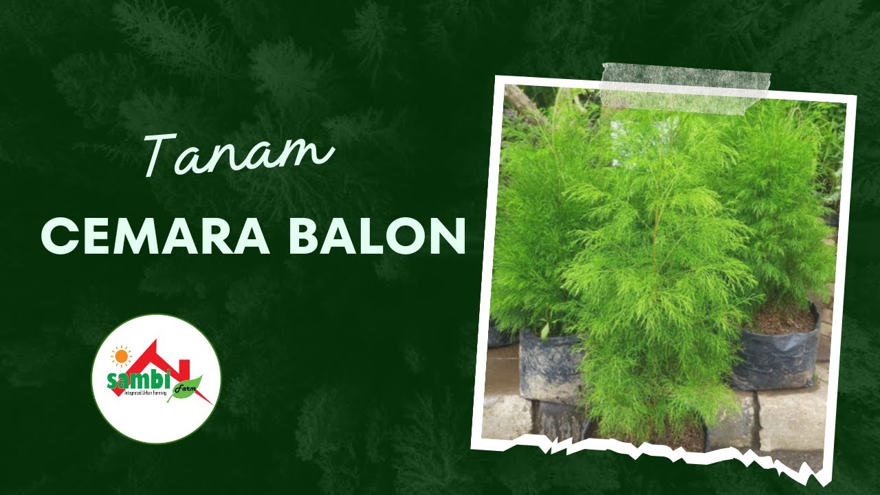 Tanam Cemara Balon di Sambi Farm - YouTube