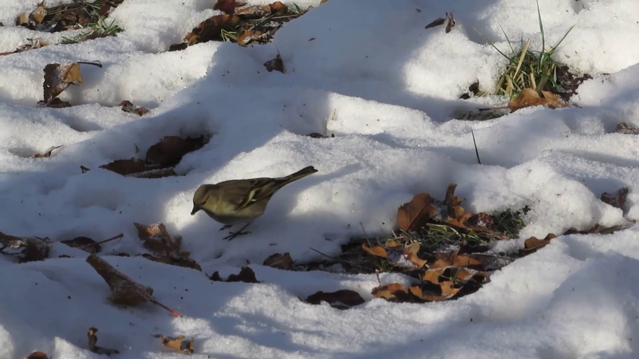 Cinteze pe 6 ianuarie 2019 - YouTube