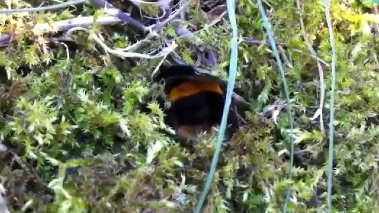 Queen Bumblebees Burrowing in Moss - YouTube