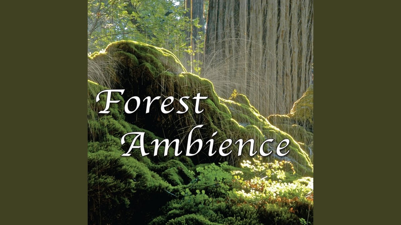 Rainforest Soundscapes: Soothing Rain, Thunderstorms, Waterfalls - YouTube
