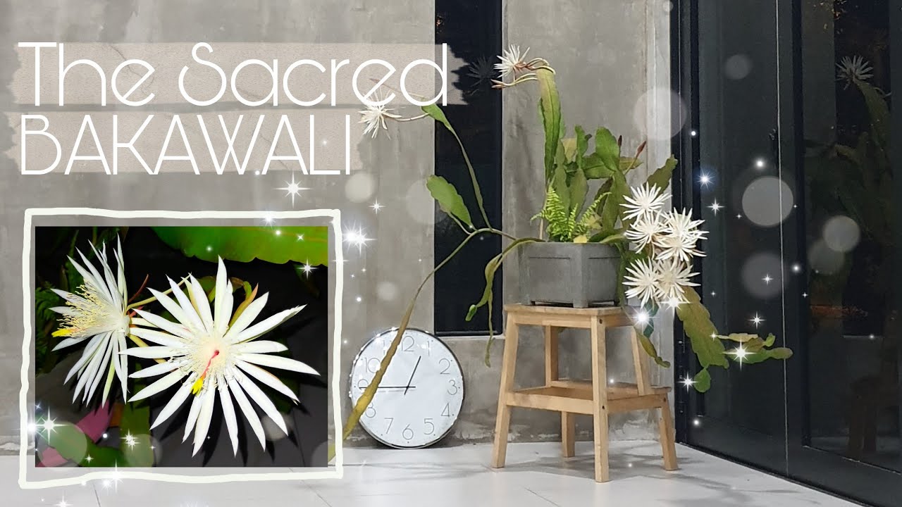 POKOK BUNGA BAKAWALI | blooming flower time-lapse | the flower that ...