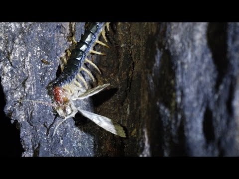(4K)※閲覧注意 ムカデの捕食シーン - Centipede bite moth - YouTube
