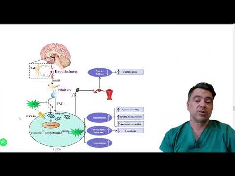 Ömrü Uzatan Amino Asit