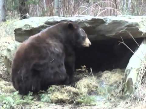 Honey~Bear digging in the rock den at the North American Bear Center on ...