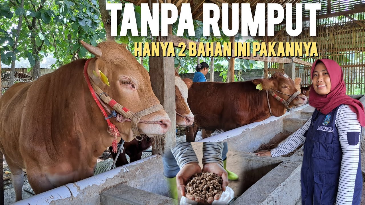 PETERNAK PALING NEKAT PELIHARA SAPI TANPA PAKAN RUMPUT - YouTube