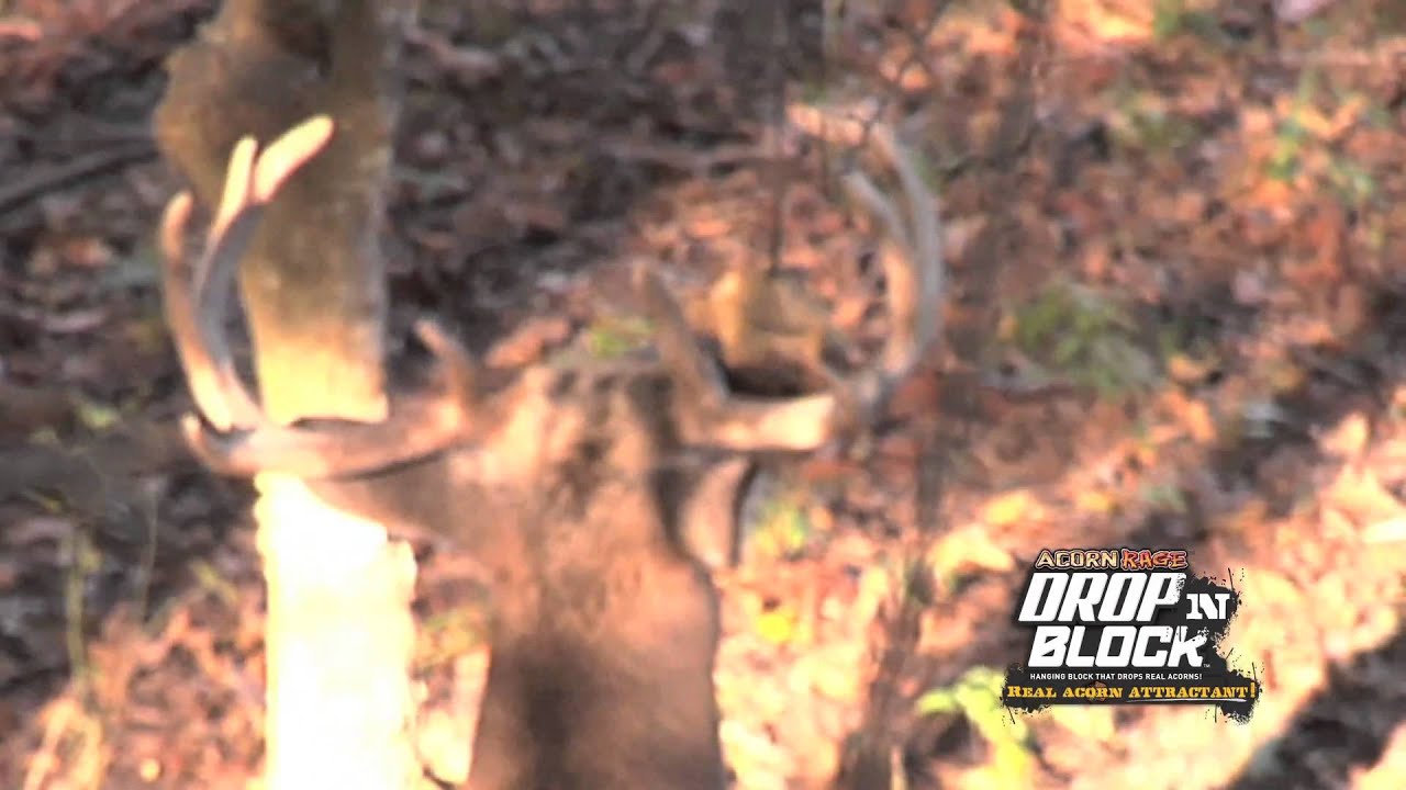 Acorn Rage Drop N Block - YouTube