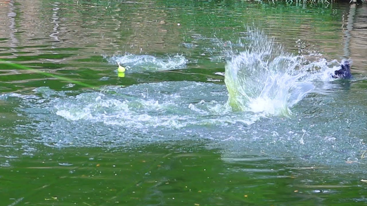 EXPLOSÕES NA SUPERFÍCIE E MUITO PEIXE NA ANTENA - YouTube