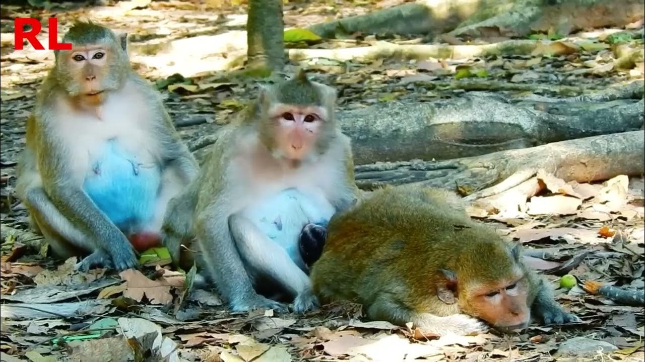 MONITOS LINDOS 203 - YouTube