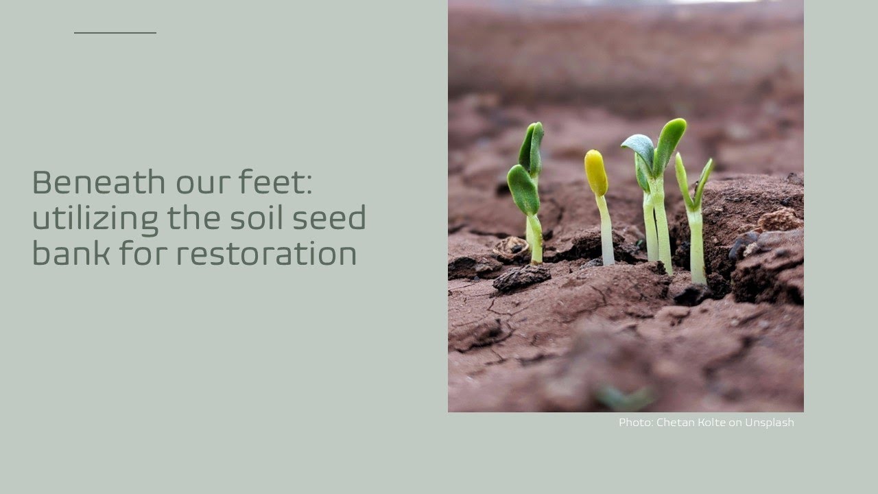 Beneath our feet: utilizing the soil seed bank for restoration - YouTube