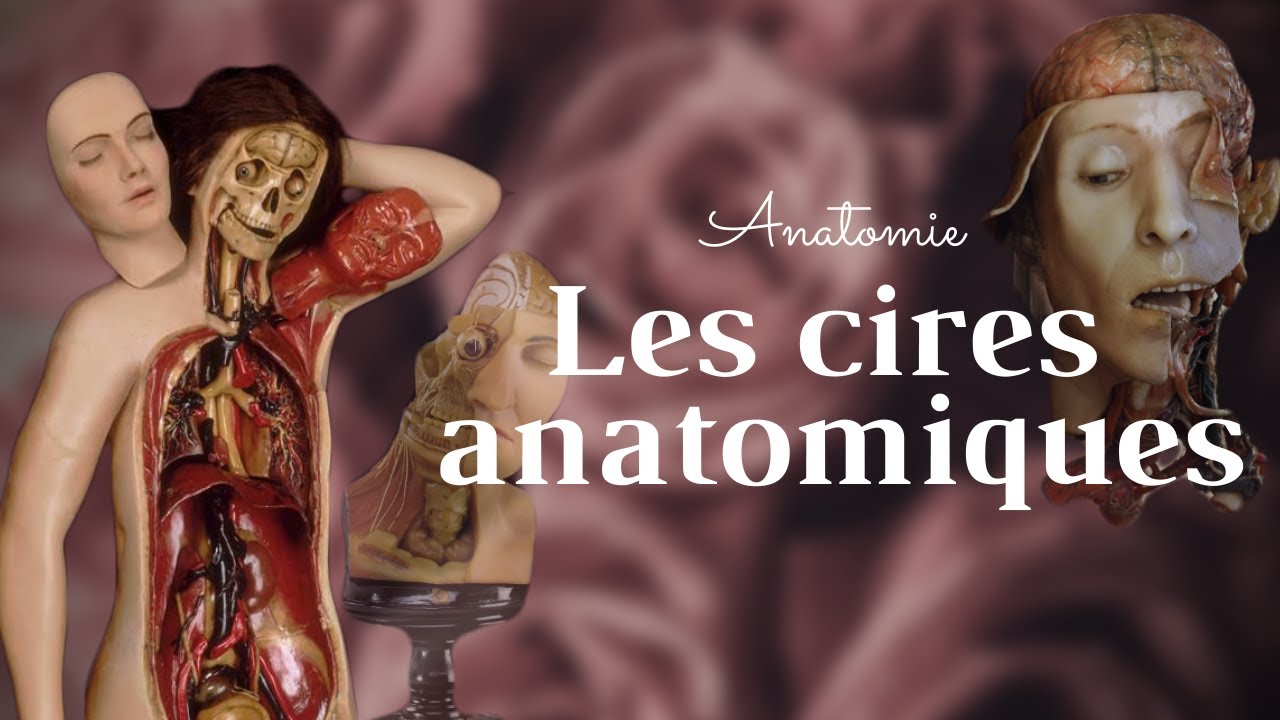 Les cires anatomiques - Histoire - YouTube