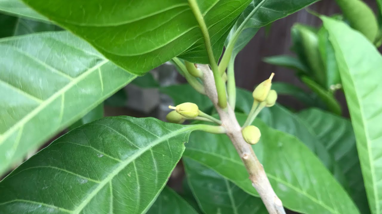Egg fruit ( Canistel ) plant September update. Pouteria Campechiana ...