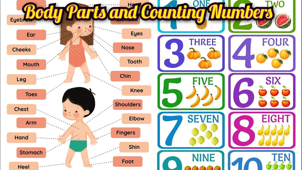 Body Parts and Counting Numbers/ kids learning videos kindergarten/kid ...
