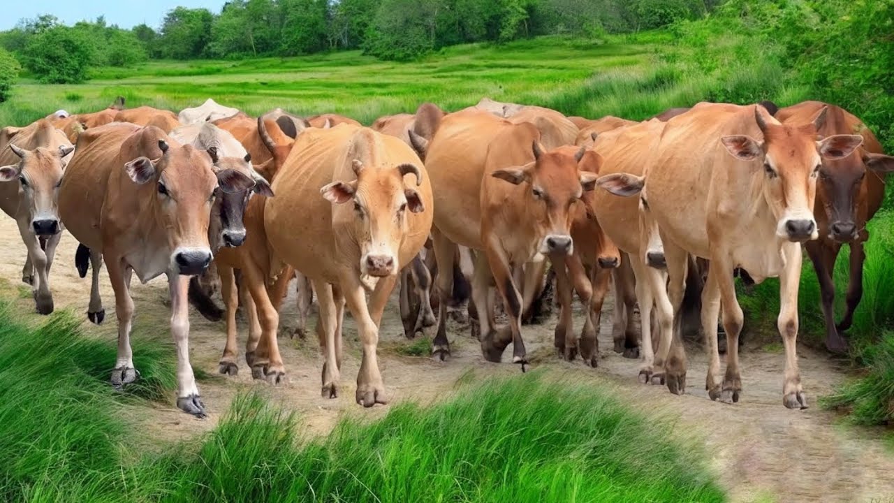 Video Mengiring Sapi Lembu Gembala Menuju Ke Kandang Peternakan Hewan ...