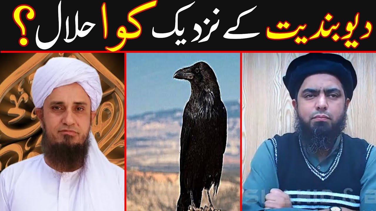 Deyobandi Firqe Mai Kauwa (Crow) Halal.? Mufti sb ka Fatwa.?? Exposed ...